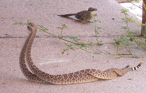 Arizona: Beetles, Bugs, Birds and more: Many Ways to Shoot a Rattler